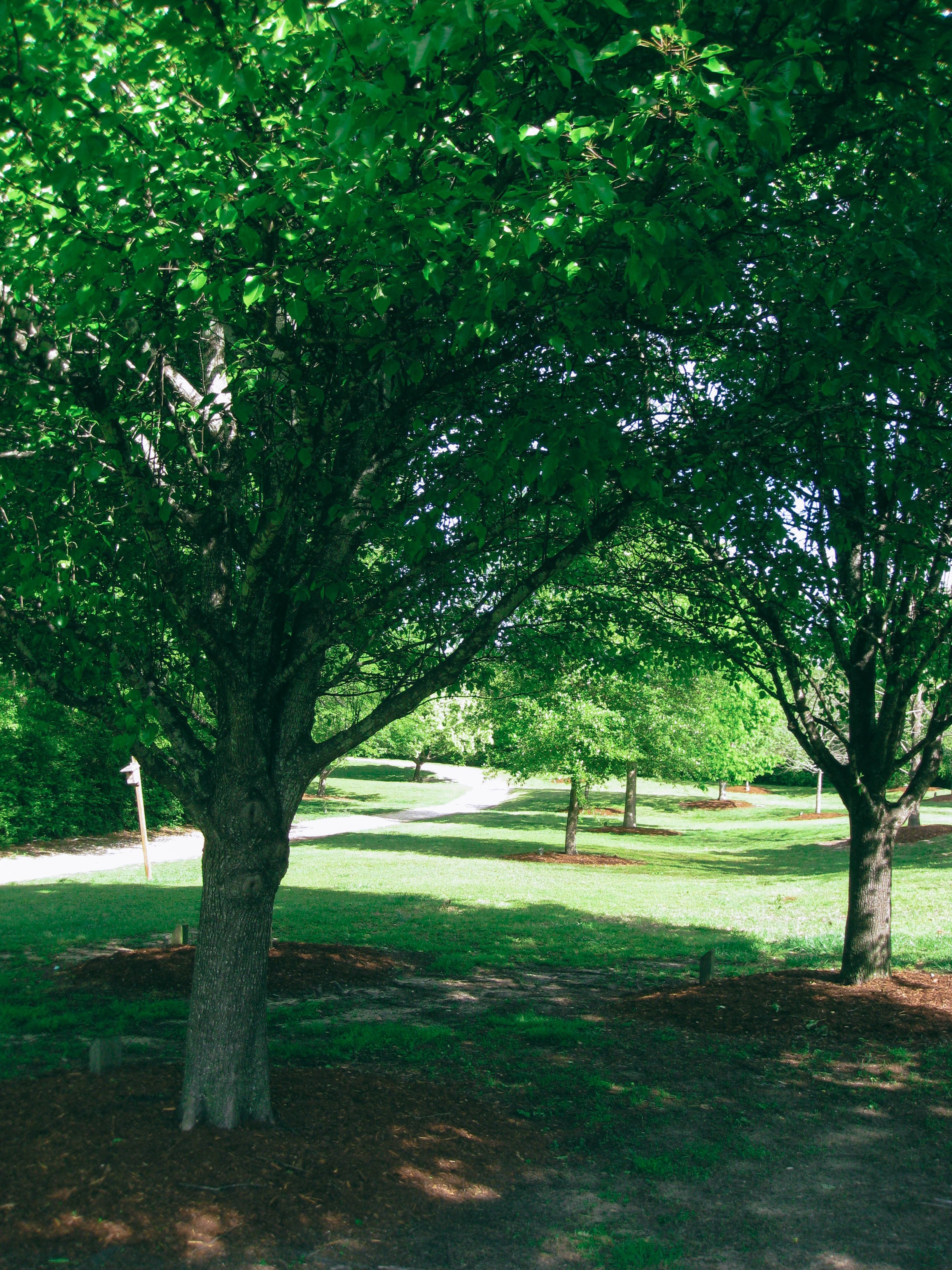 Tree Planting Instructions - City of Auburn
